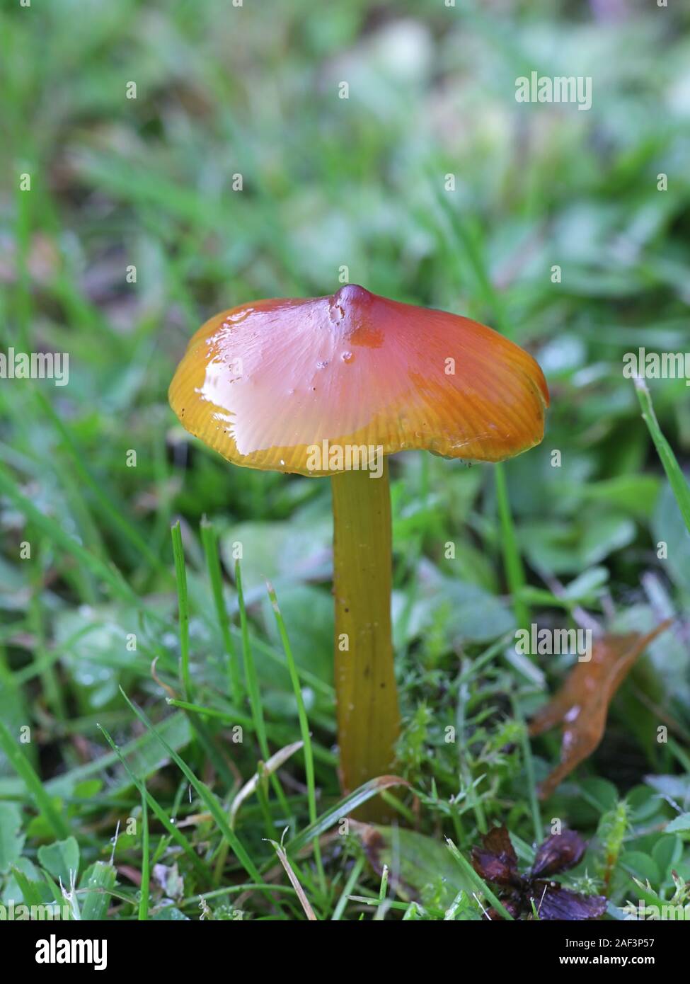 Bouchon conique en cire ou hygrocybe conique Banque de photographies et ...
