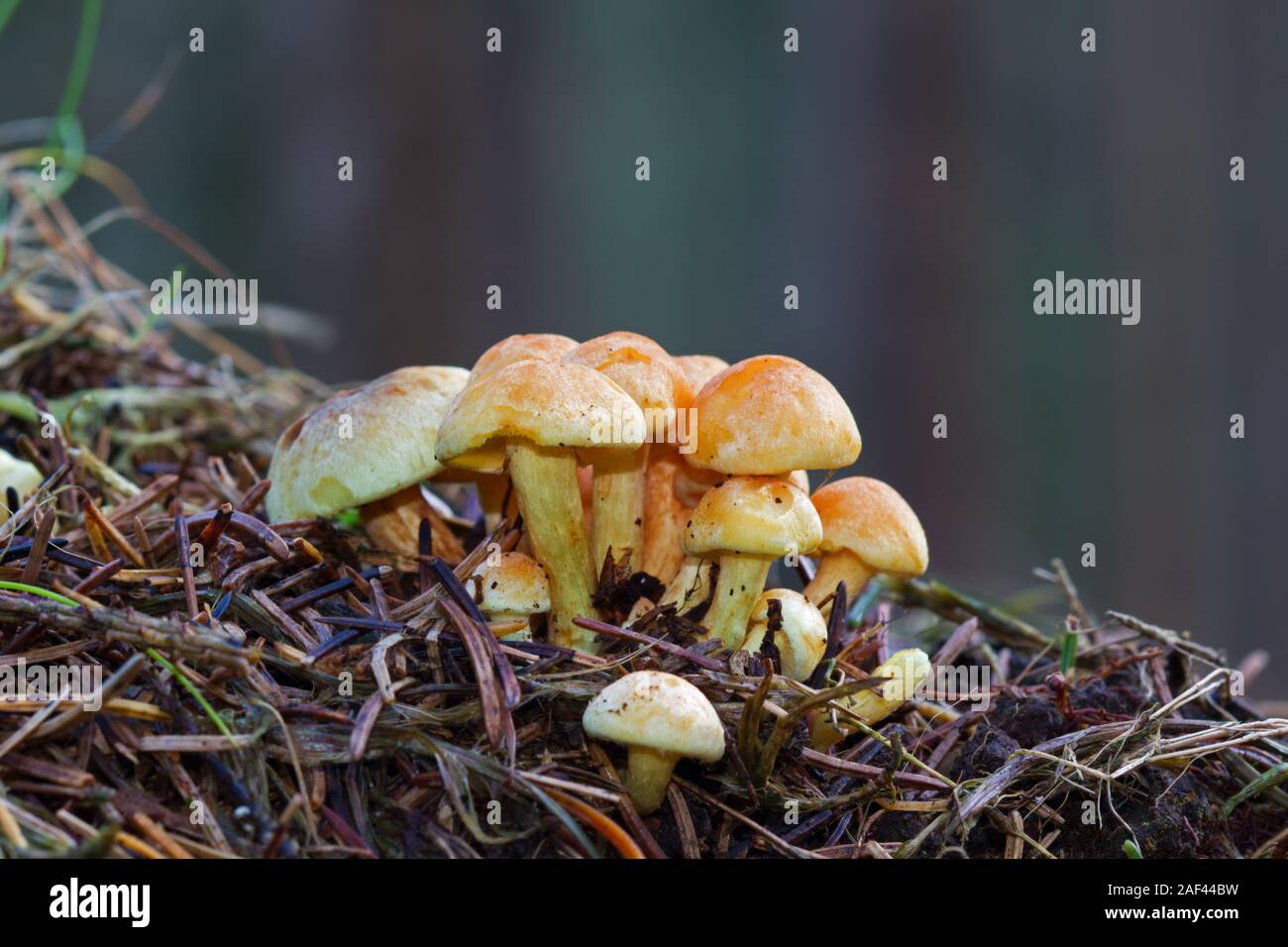 Champignons jaunes Banque de photographies et d’images à haute ...