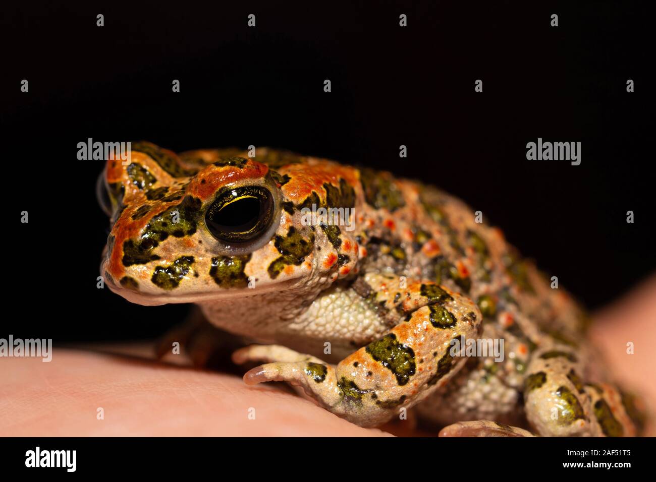 Buffo buffo Banque de photographies et d’images à haute résolution - Alamy