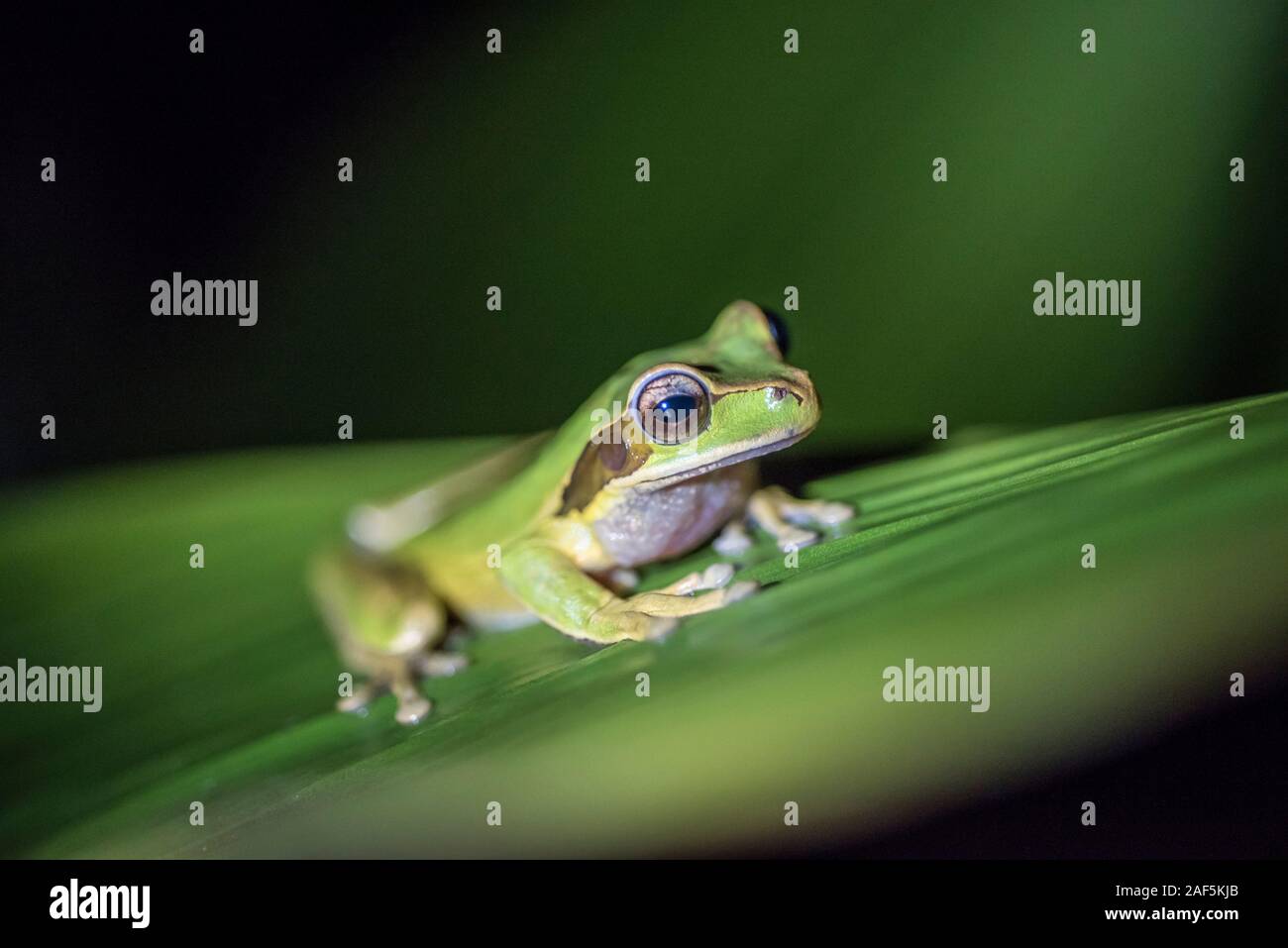 Grenouilles du costa rica Banque de photographies et d’images à haute ...