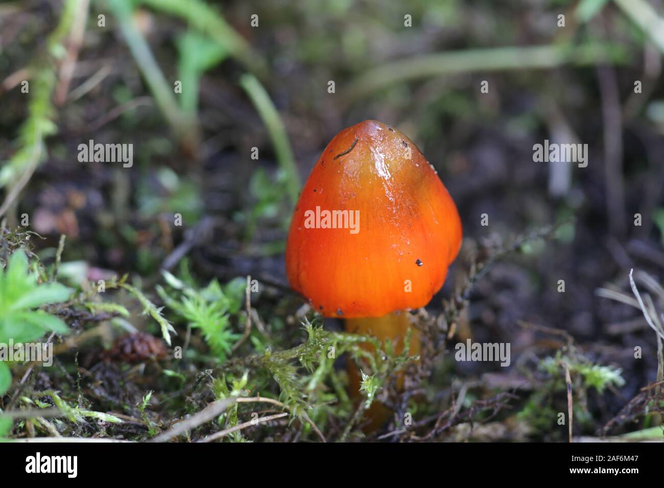 Bouchon conique en cire ou hygrocybe conique Banque de photographies et ...