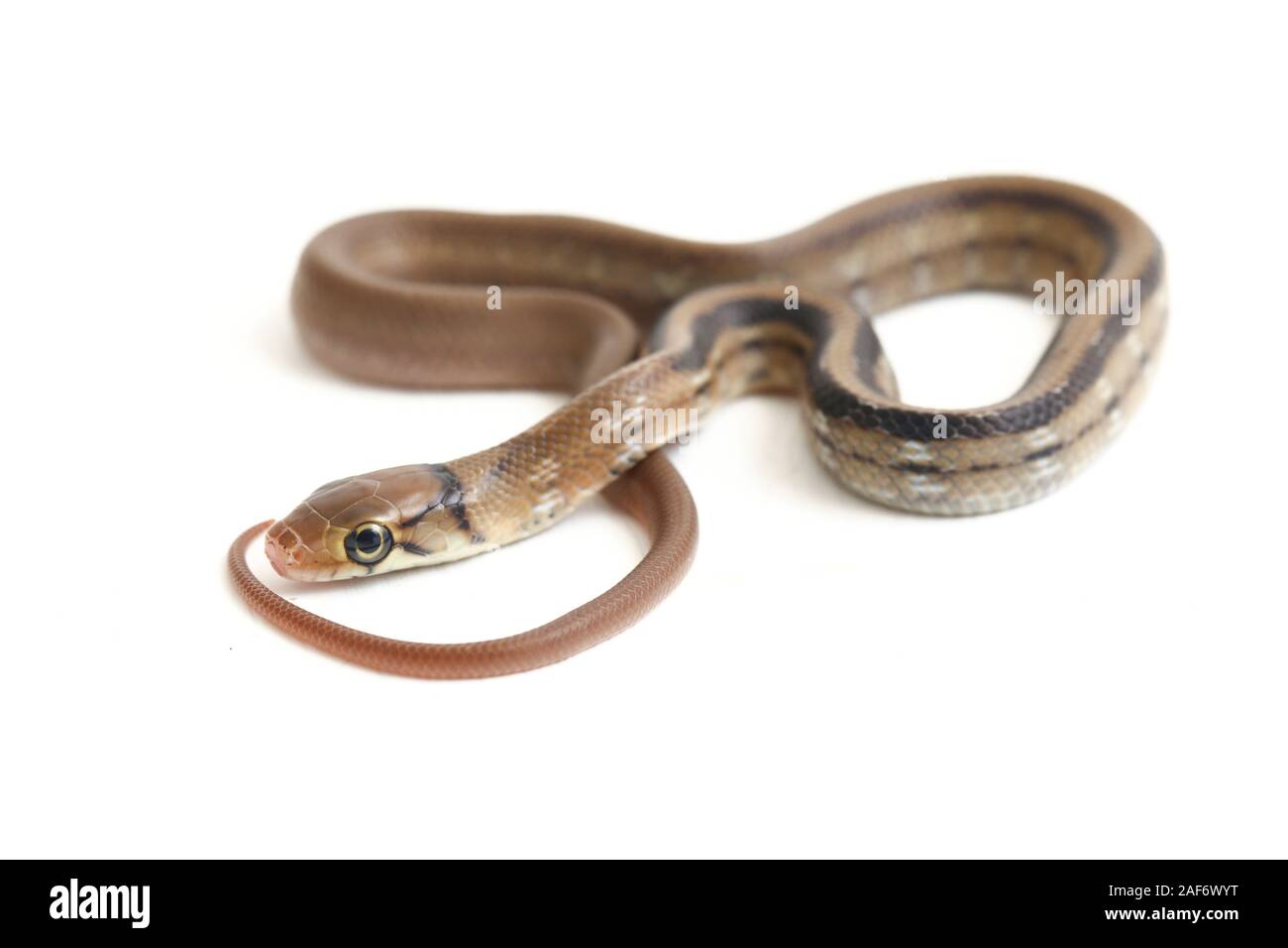 La puissance, la couleuvre obscure Couleuvre obscure copperhead ou à ...