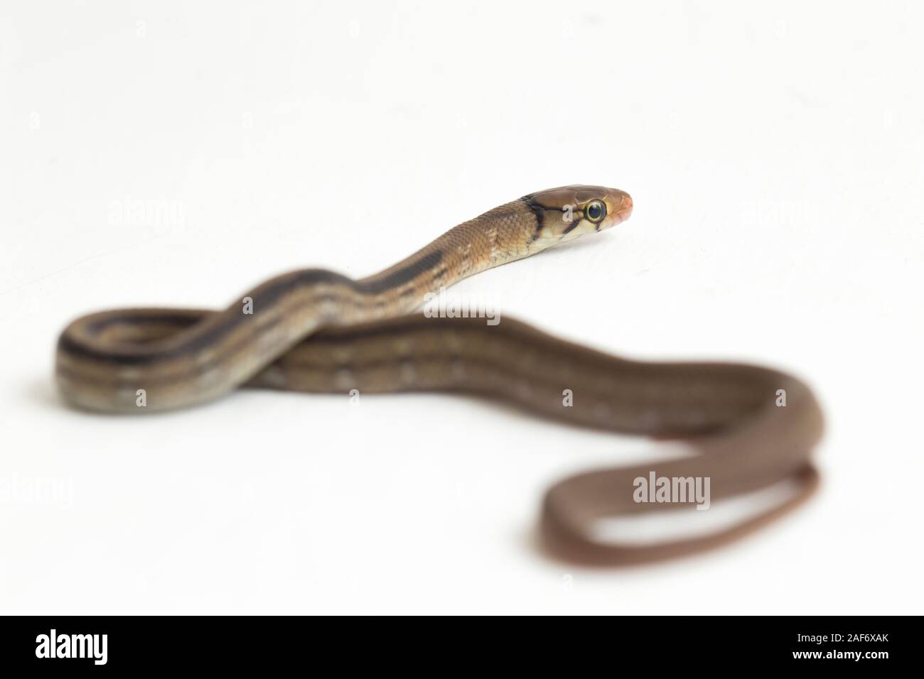 La puissance, la couleuvre obscure Couleuvre obscure copperhead ou à ...