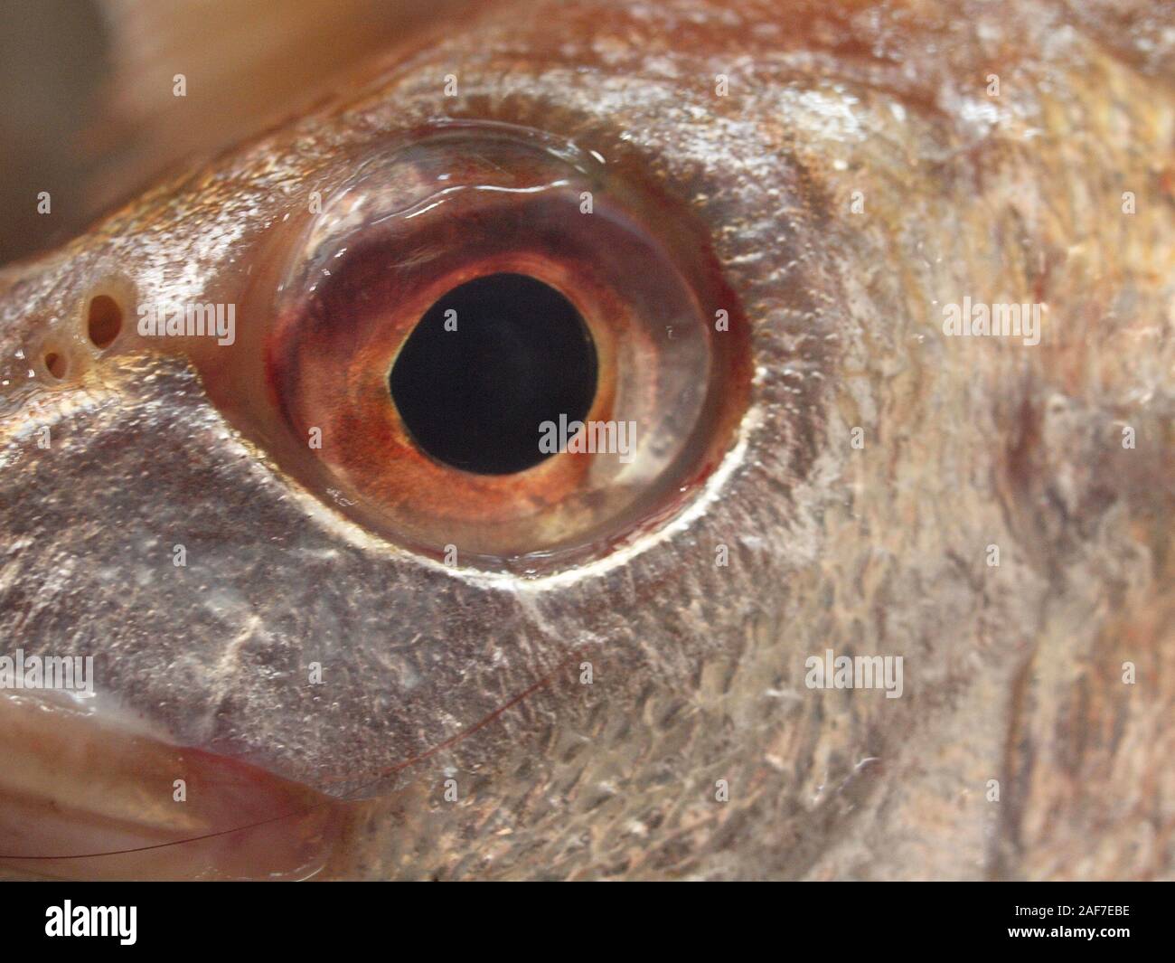 Oeil louche Banque de photographies et d’images à haute résolution - Alamy