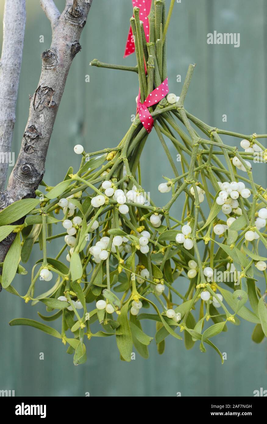 Le Viscum album. Un bouquet de gui avec des baies attachées avec un ...