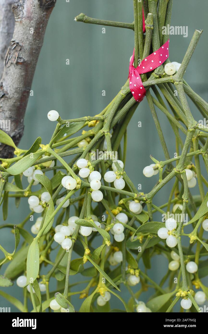 Bouquet De Gui Banque d'image et photos - Alamy