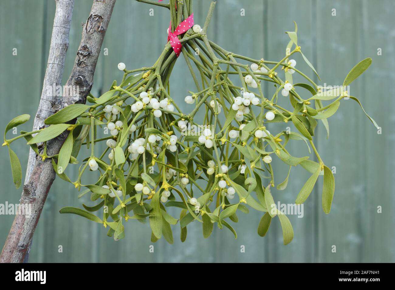 Le Viscum album. Un bouquet de gui avec des baies attachées avec un ...