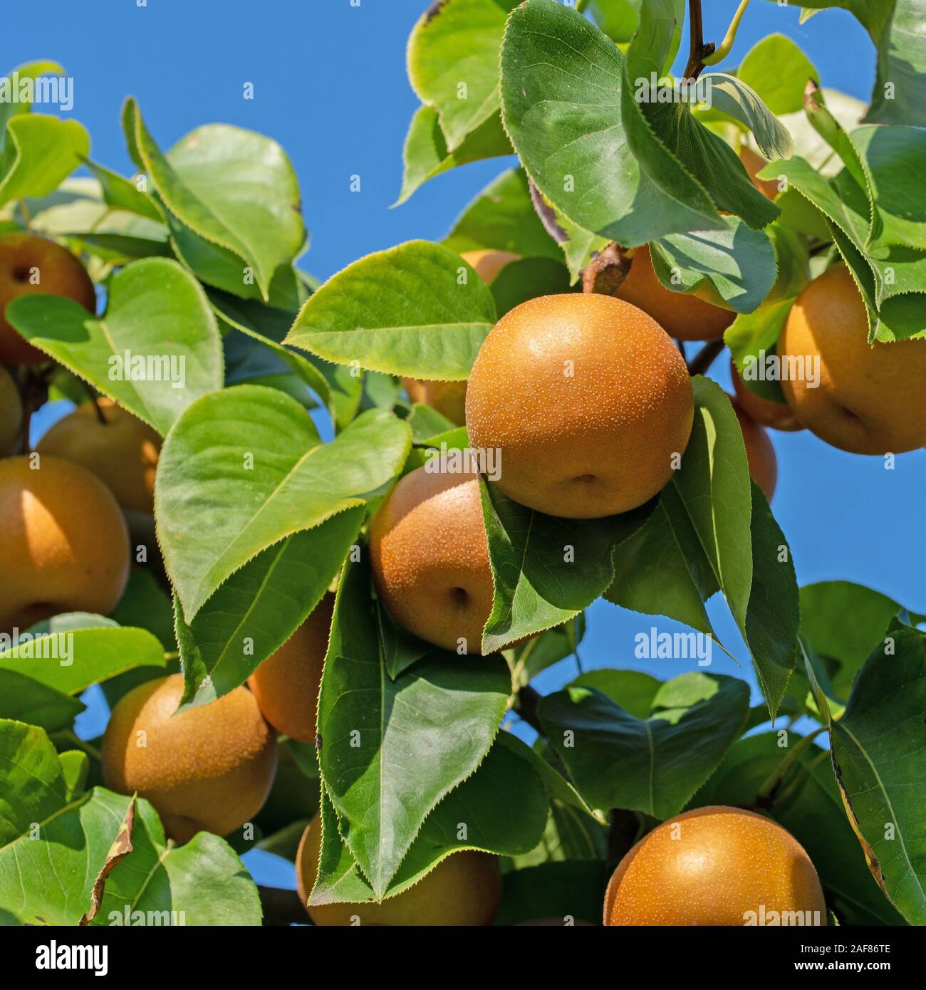 Pyrus pyrifolia kumoi Banque de photographies et d’images à haute ...
