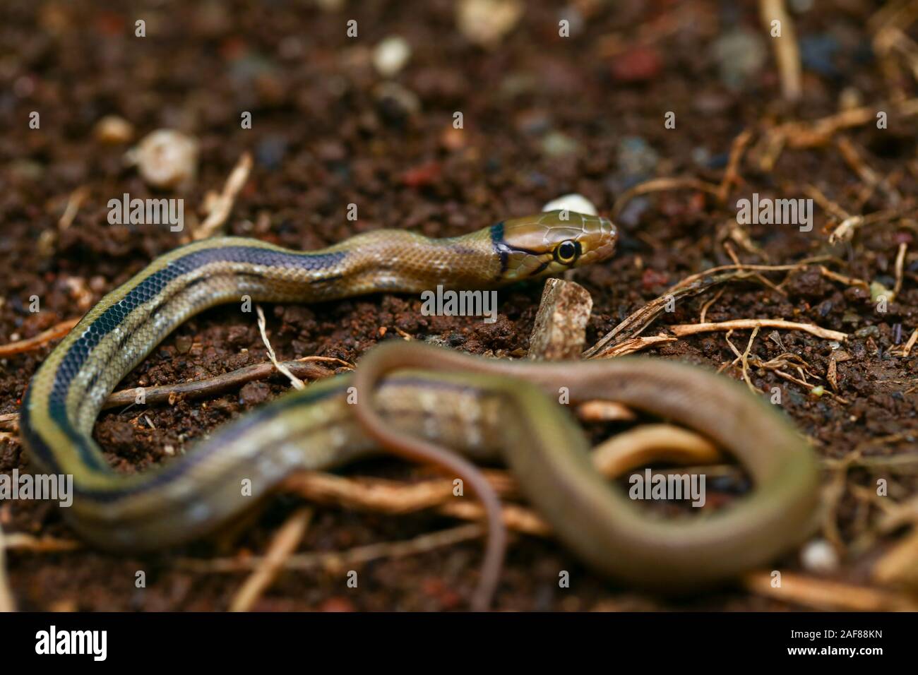 La puissance, la couleuvre obscure Couleuvre obscure copperhead ou à ...