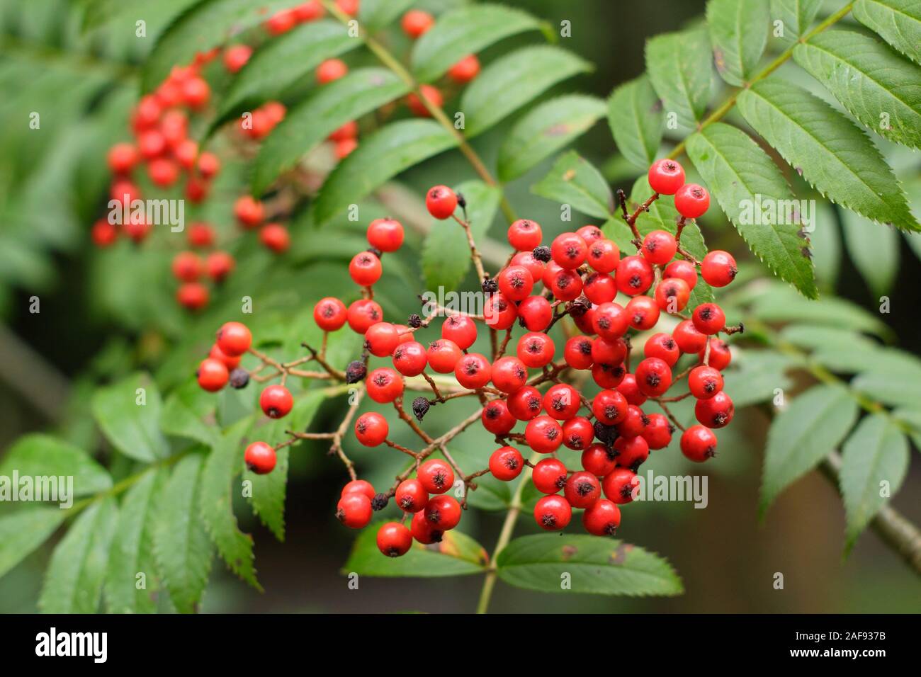 Sorbus aucuparia cooixta Banque de photographies et d’images à haute ...