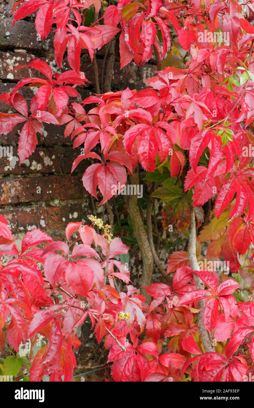 Plantes grimpantes.Parthenocissus quinquefolia; feuilles rouges à cinq ...