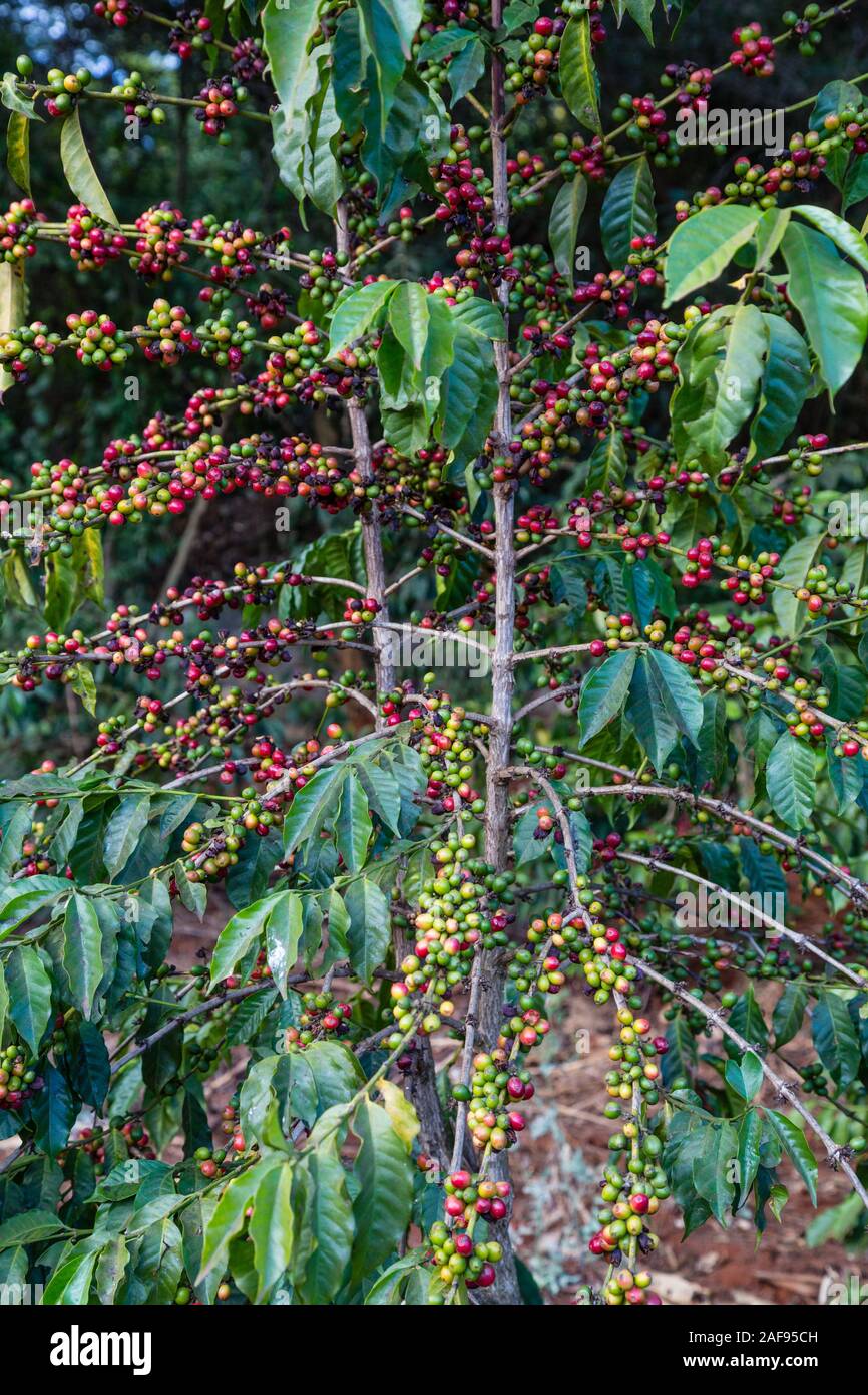 La Tanzanie, Karatu. Arbre généalogique de café aux fruits rouges ...