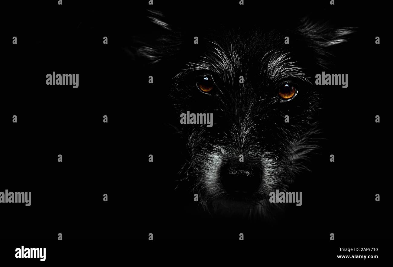 Yeux chien Banque de photographies et d’images à haute résolution - Alamy