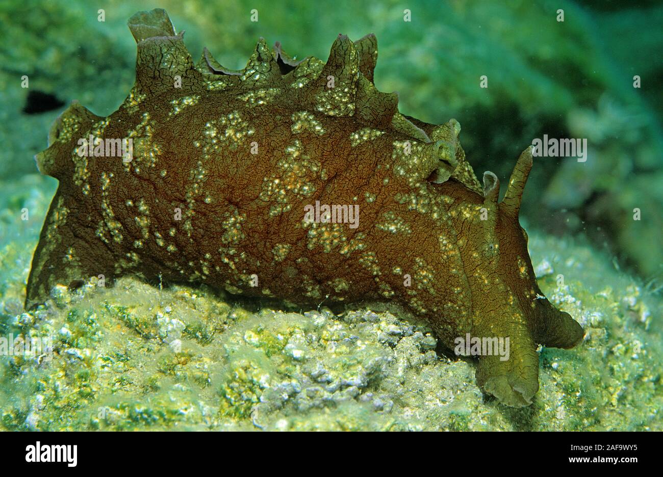 Aplysia fasciata Banque de photographies et d’images à haute résolution ...