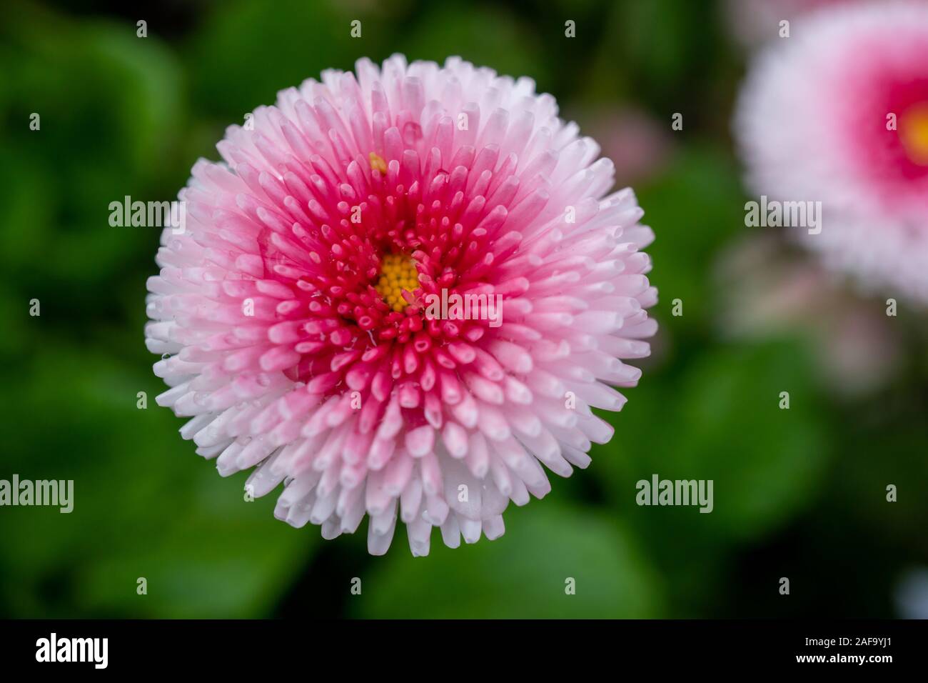 Bellis perennis rose Banque de photographies et d’images à haute ...