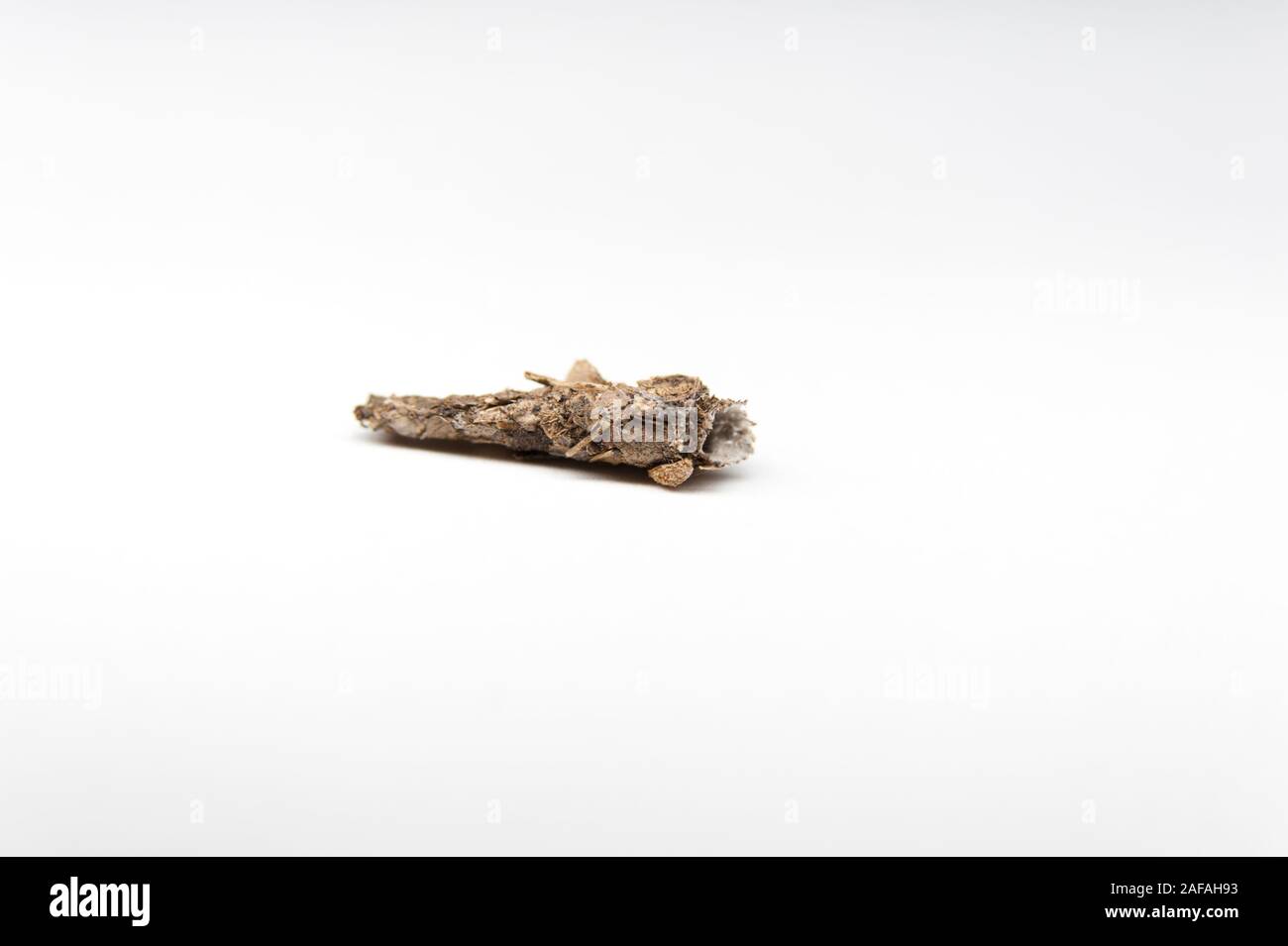 Cocons larves Banque de photographies et d’images à haute résolution ...