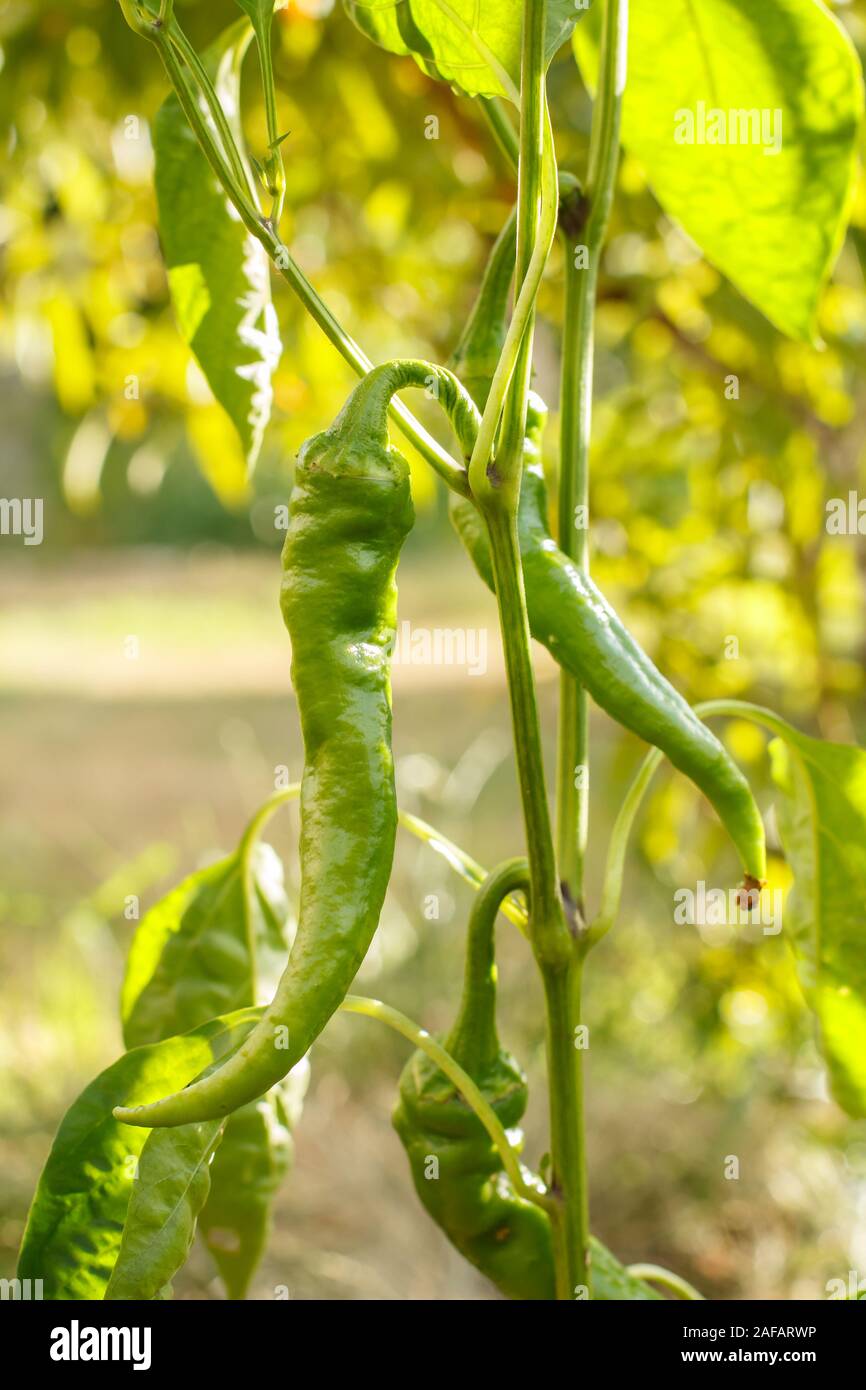 Piment vert vert sur le lit de jardin. Les aliments biologiques, les ...