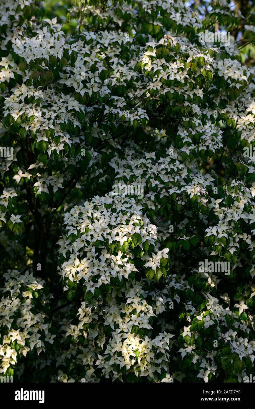 Cornus kousa milky way,,cornouiller cornouiller,arbres,cornus kousa ...