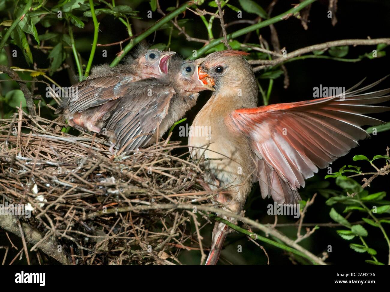 Oiseaux cardinaux oiseaux oiseaux chanteurs Banque de photographies et ...