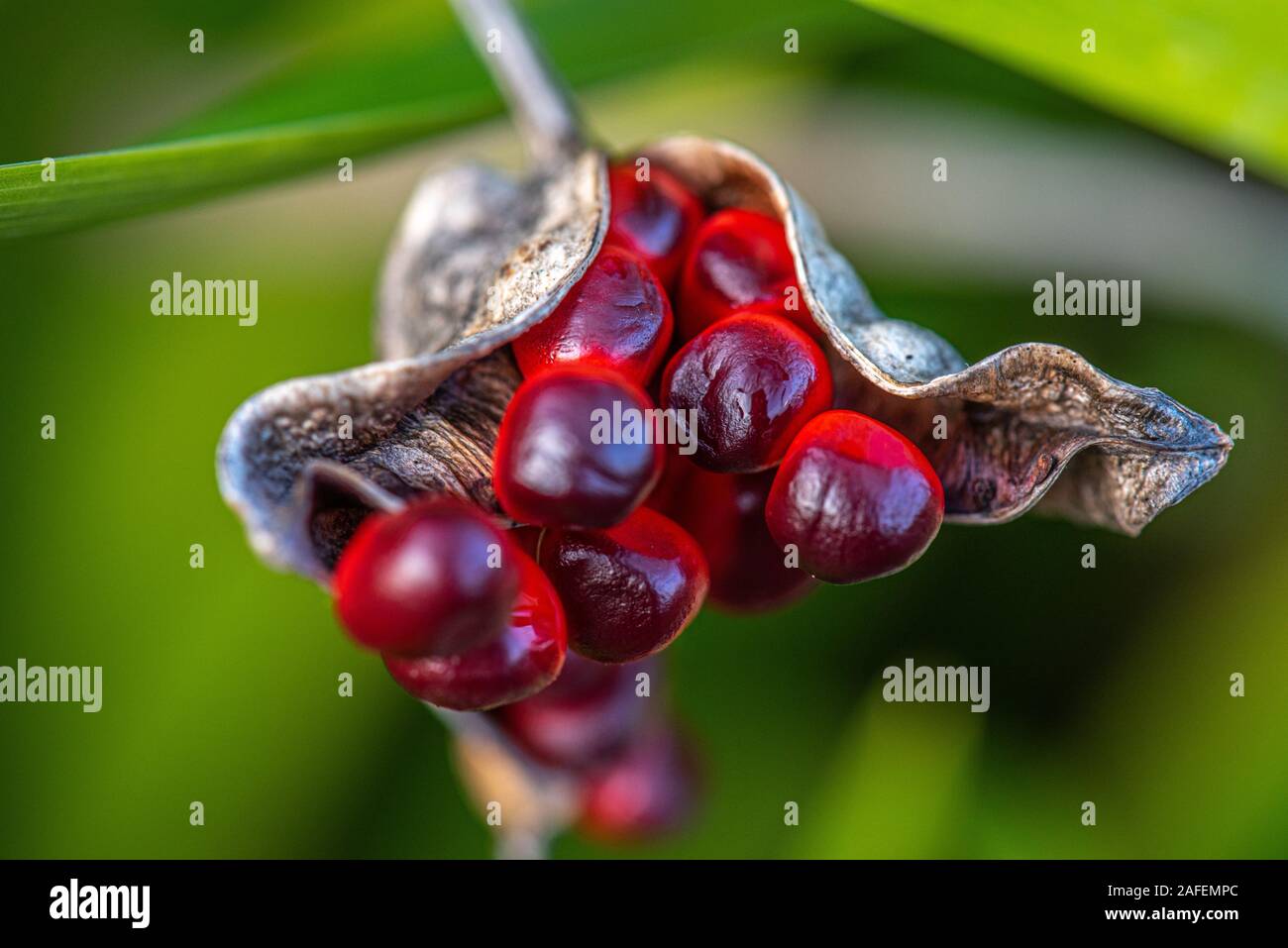Lignes rouges dans une feuille verte Banque de photographies et d ...