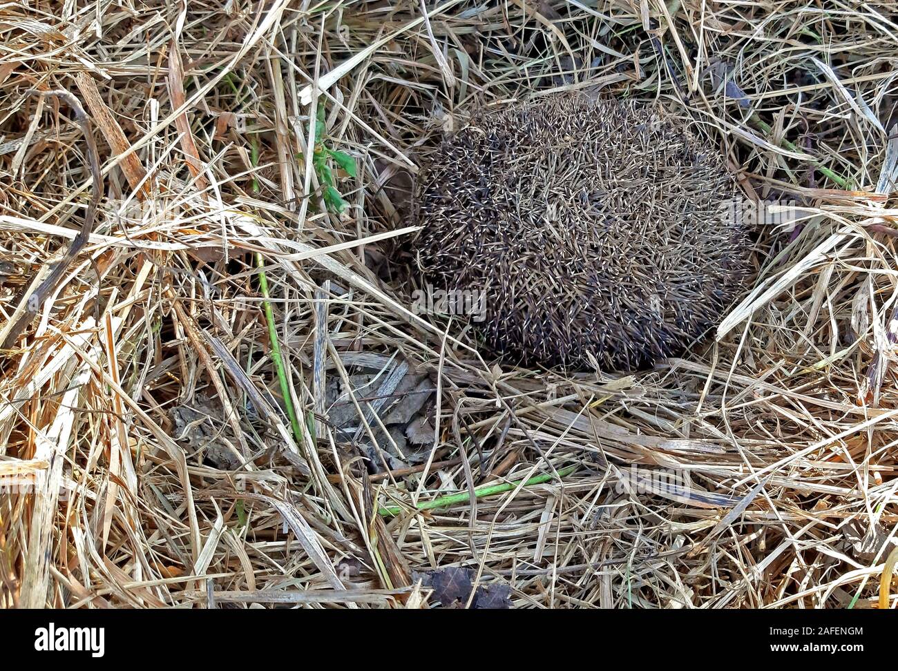Hibernation hérisson Banque d'image et photos - Alamy