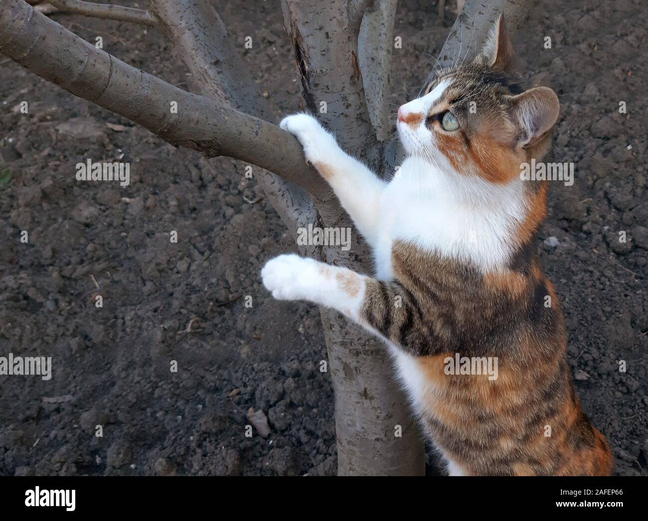 Chat grimpe dans un arbre Banque de photographies et d’images à haute ...