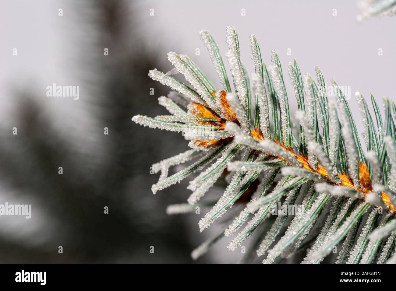 Arrière-plan de neige entre les branches de sapins avec. Carte de noël ...