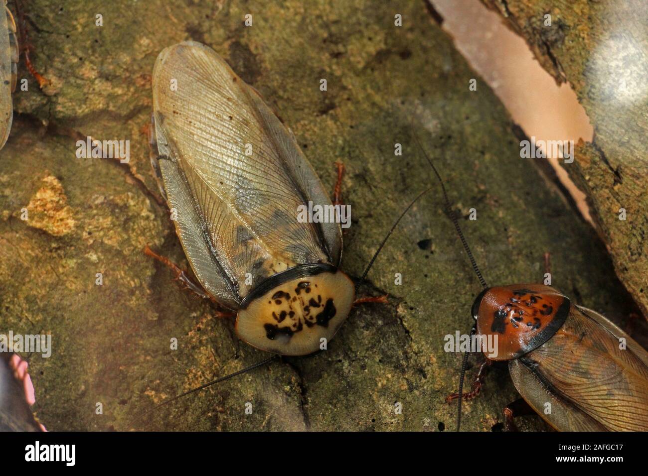 Un seul type de blattes est blattodea. C'est genre d'insectes qui ...