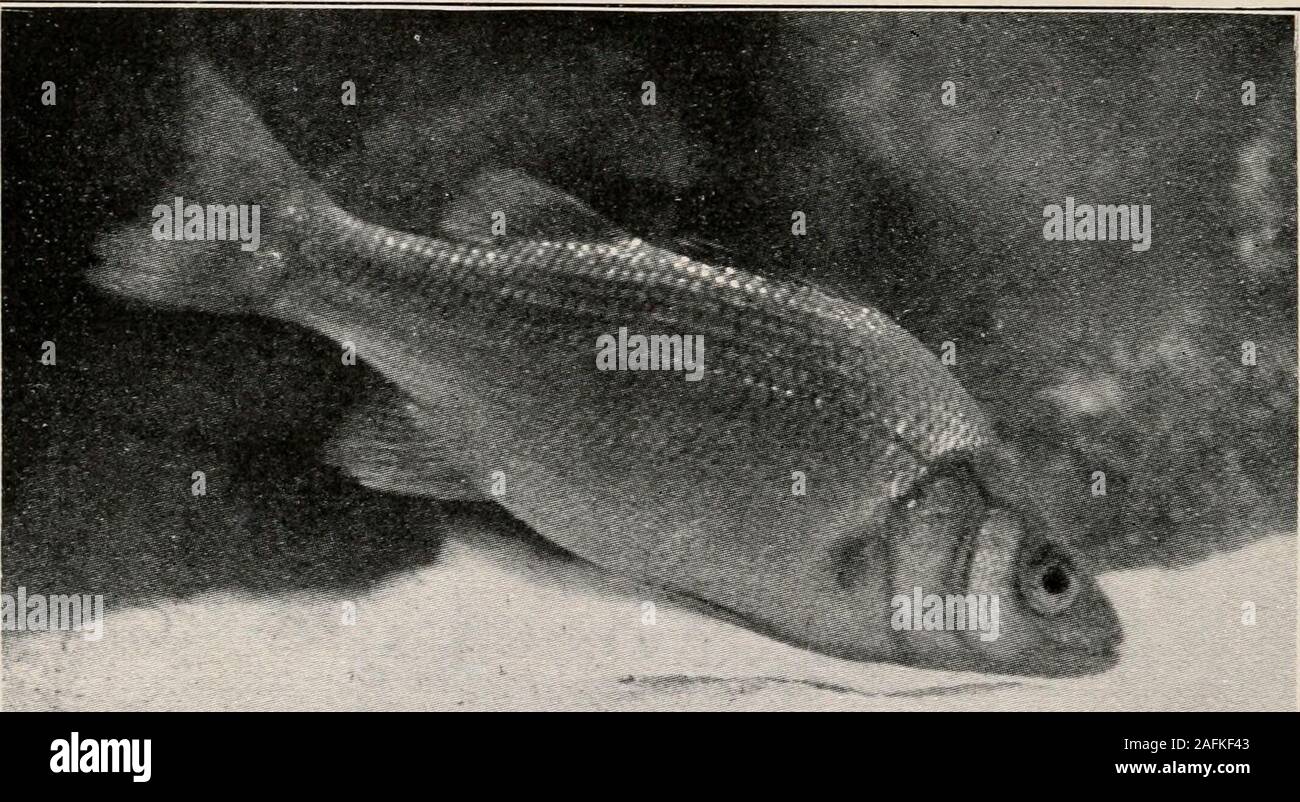 . Introduction à la zoologie ; un guide pour l'étude des animaux, pour ...