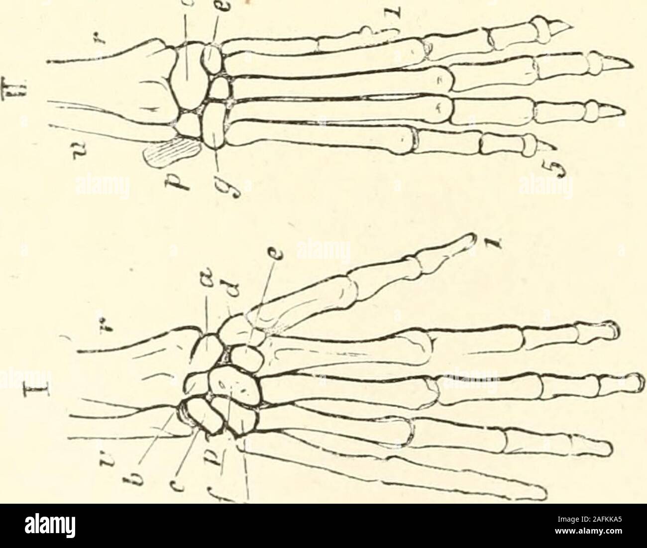 Os pisiforme cheval Banque de photographies et d’images à haute ...