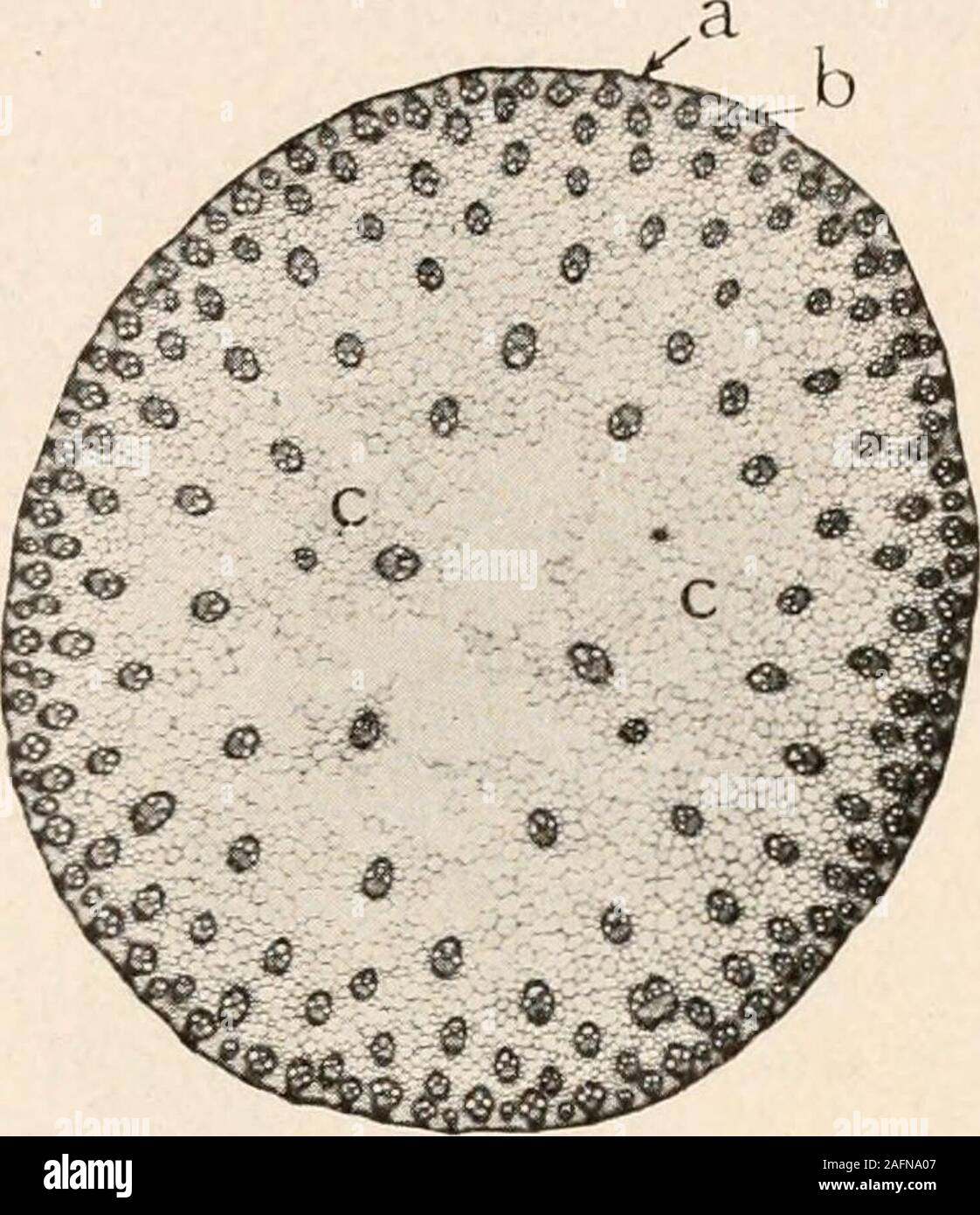 . Anatomie végétale du point de vue du développement et les fonctions ...