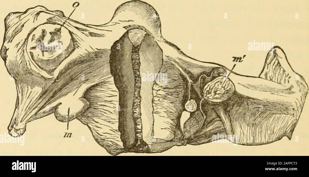 Ligament ovarien Banque de photographies et d’images à haute résolution ...