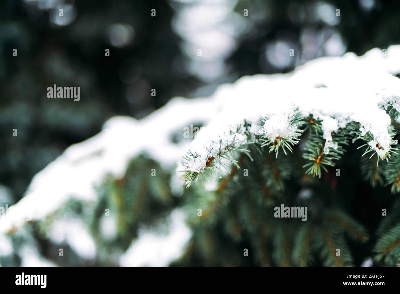 Neige sur des branches de sapin Banque de photographies et d’images à ...