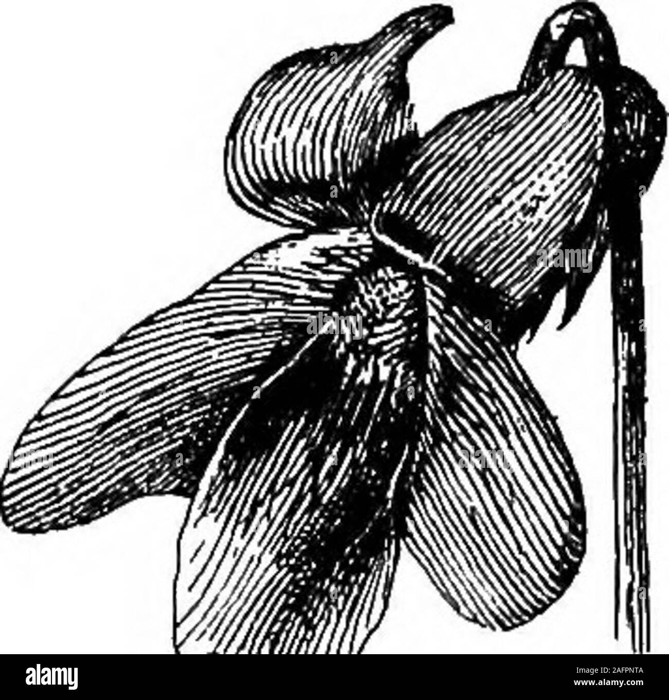 Papilionaceous flowers Banque d'images noir et blanc - Alamy