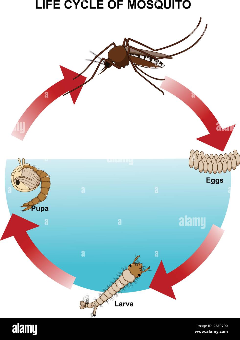 Cycle de vie des insectes Banque d'images vectorielles - Page 2 - Alamy