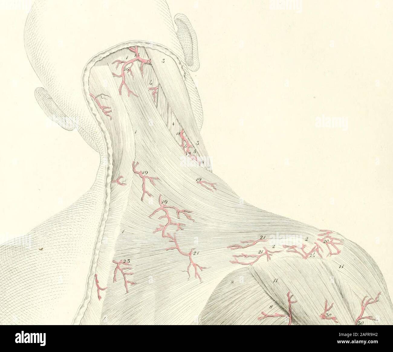 Muscles du tronc et du dos du corps humain Banque de photographies et d ...