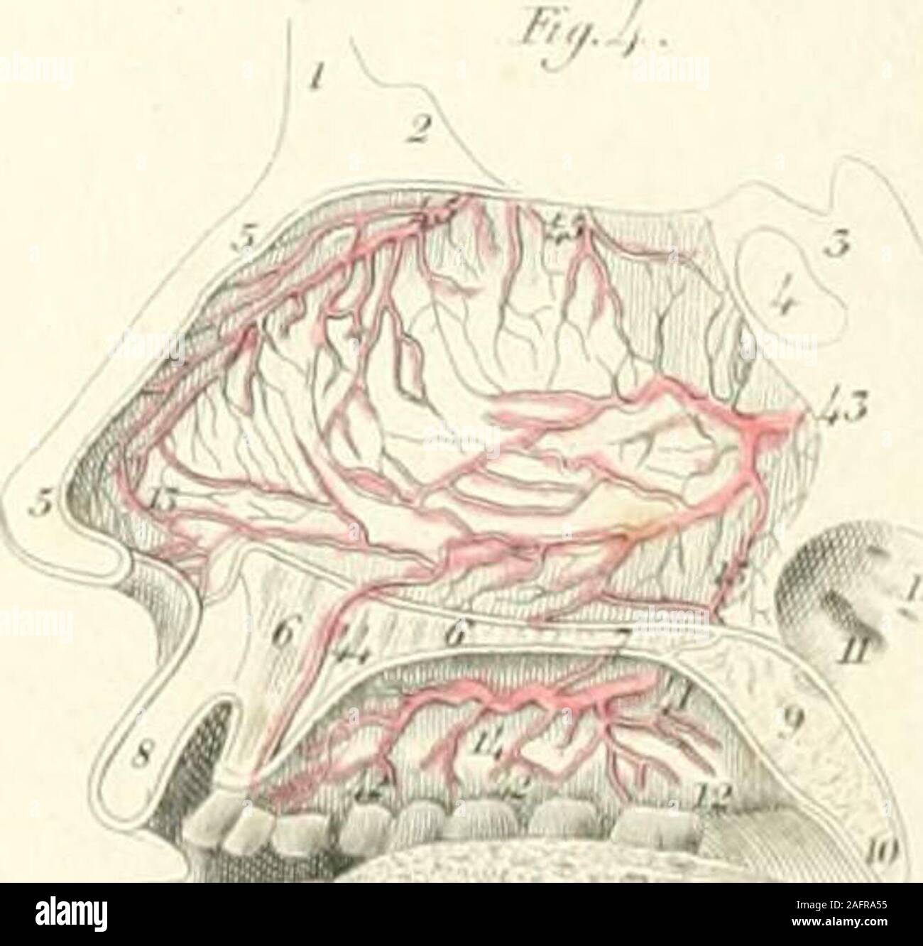 Artèria carótida primitiva Banque de photographies et d’images à haute ...