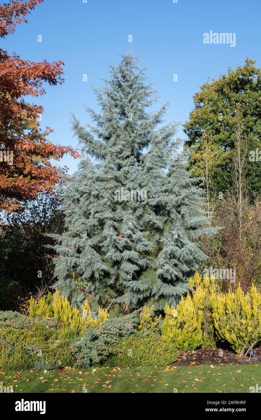 Cupressus arizonica var. glabra 'Blue Ice'. Cyprès de l'Arizona lisse ...