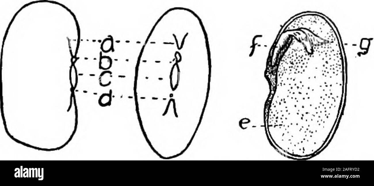 . L'agriculture de l'Ouest. o l'échéance.Ces différentes étapes de ...
