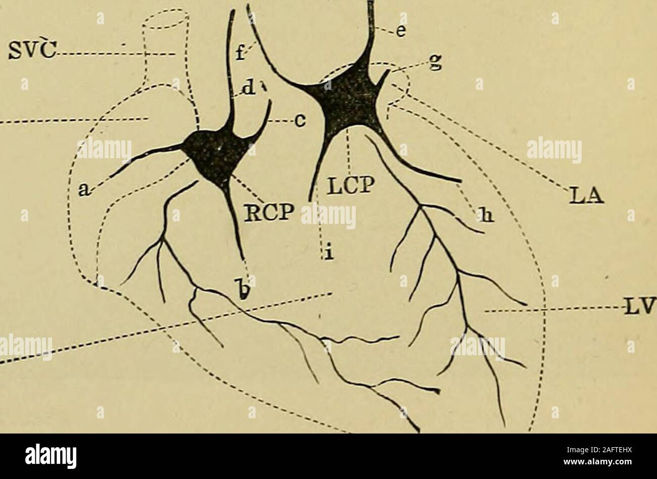 Plexus cardiaque Banque de photographies et d’images à haute résolution ...