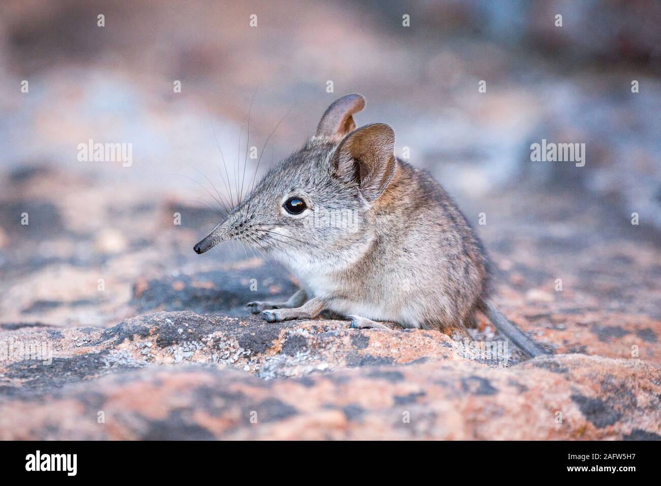 Musaraignes sauteuses Banque de photographies et d’images à haute ...