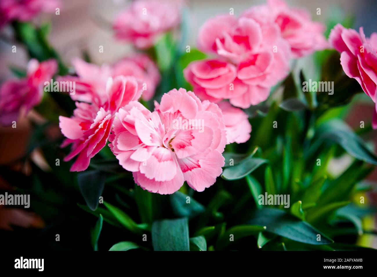 Pink carnation Banque de photographies et d’images à haute résolution ...