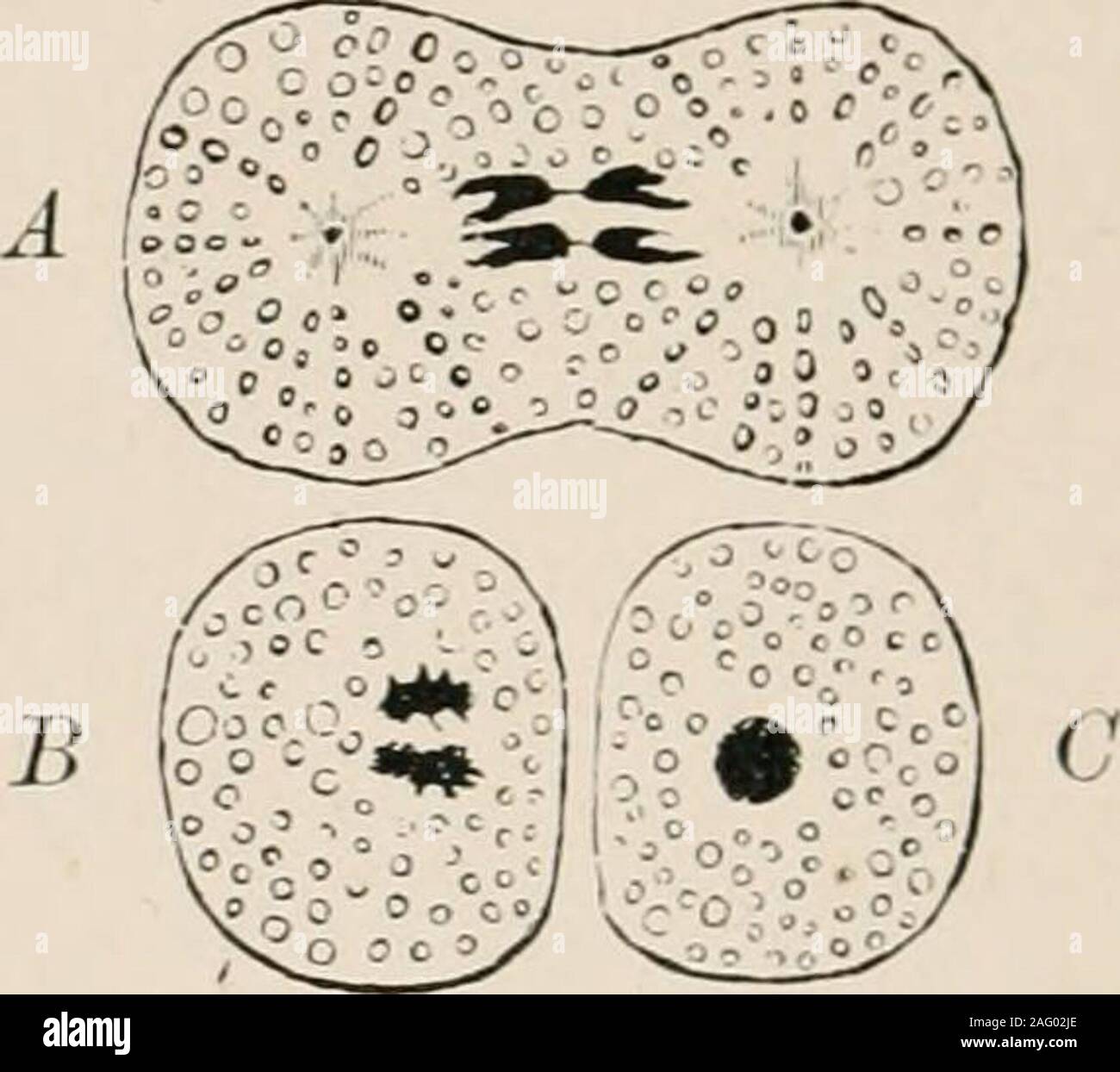 . La cellule ; donne un aperçu général de l'anatomie et la physiologie ...