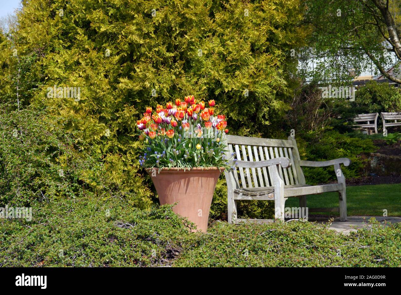 Cache-pot en terre cuite ronde de tulipes et jacinthes mixtes à côté de ...