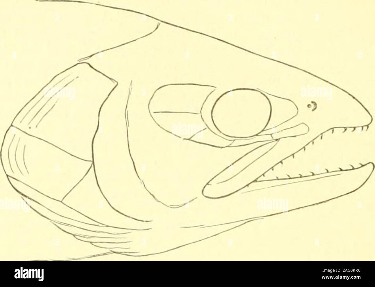 Poisson taureau ii Banque de photographies et d’images à haute ...