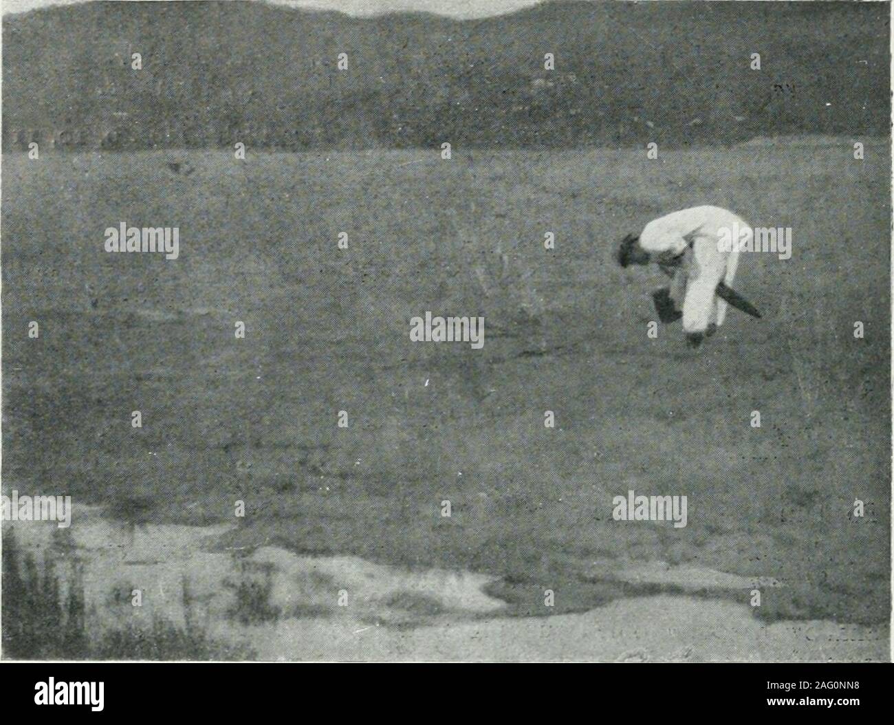 Anopheles funestus Banque de photographies et d’images à haute ...