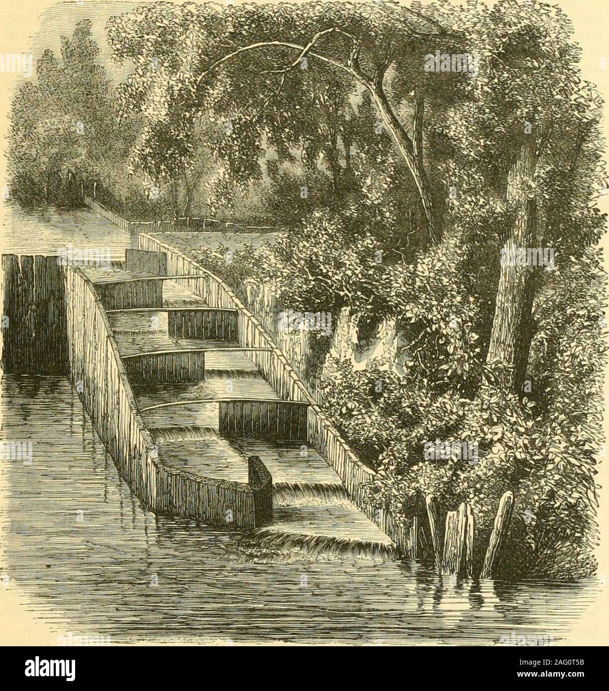 Famille de salmonidés salmonidés Banque de photographies et d’images à ...