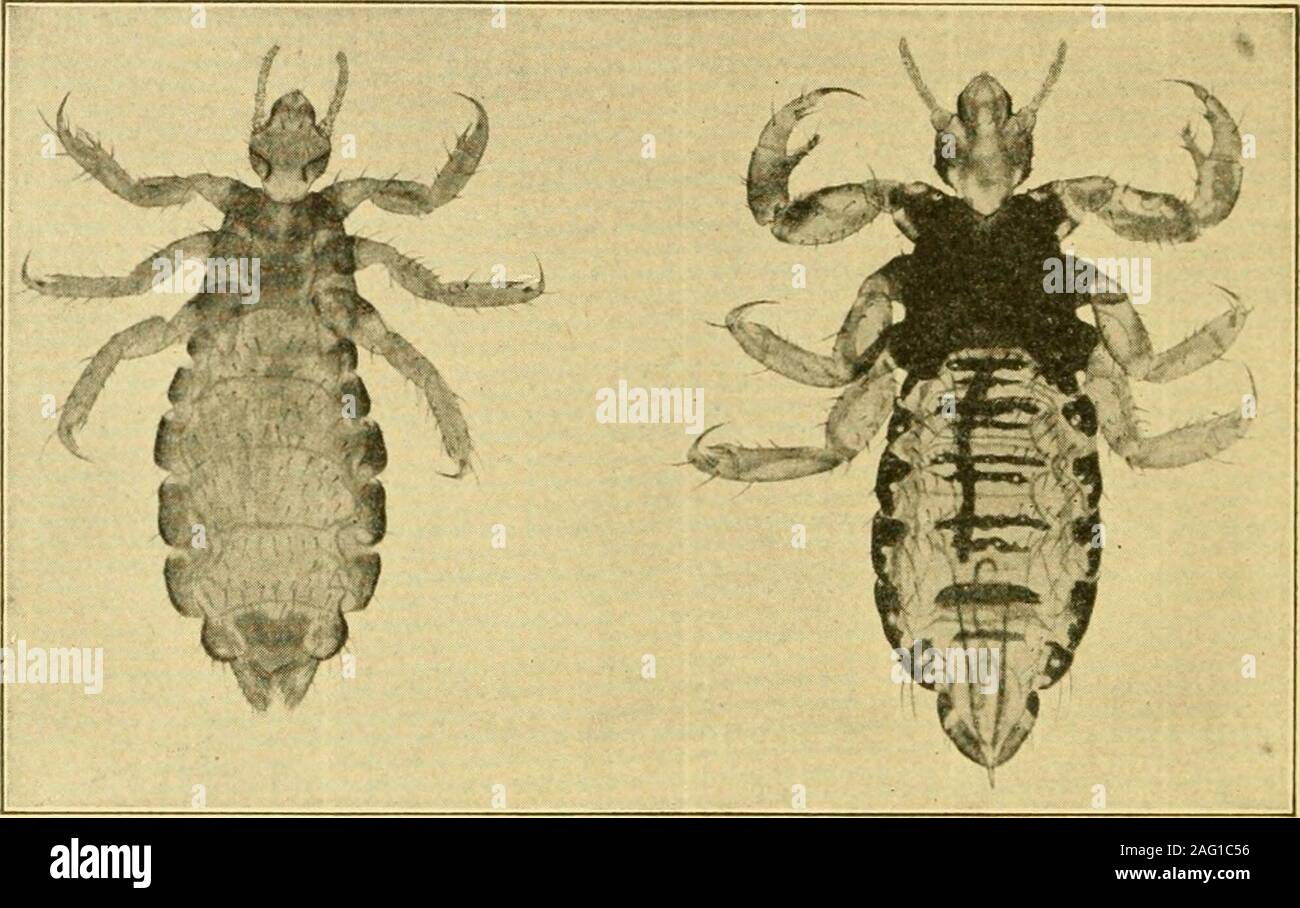 . Entomologie sanitaires ; l'entomologie de la maladie, de l'hygiène et ...