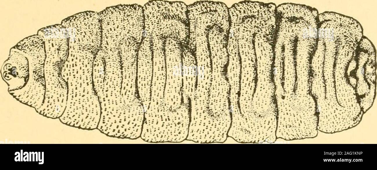 La myiase Banque de photographies et d’images à haute résolution - Alamy