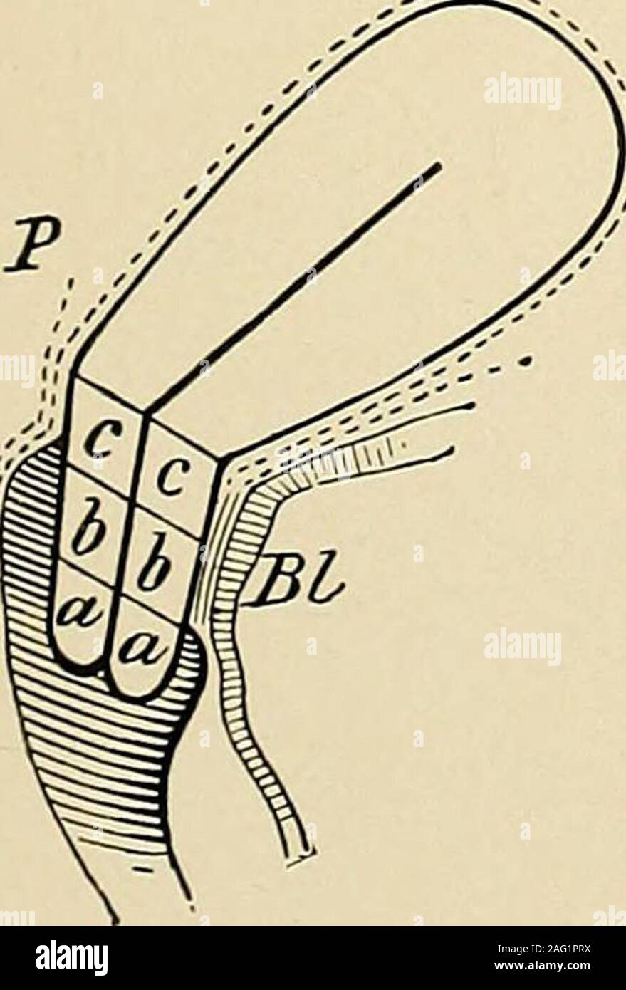 . Le diagnostic et le traitement des maladies des femmes. Fig. 296 ...
